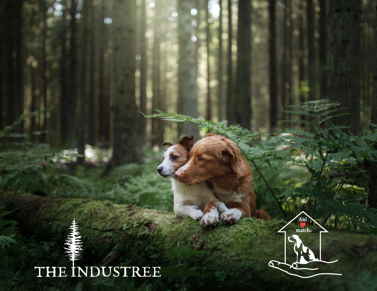 ANIMATCH – Page 2 – The Industree